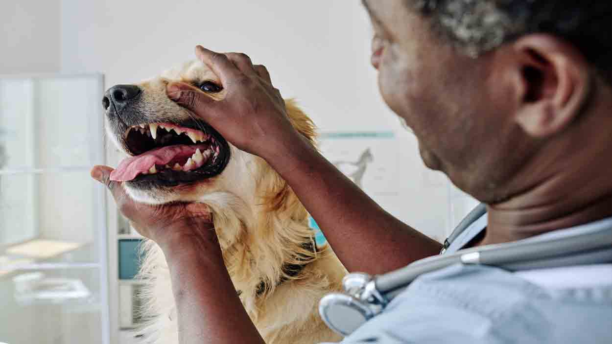 Epuliden beim Hund: Ursachen, Symptome und Behandlung – Solli's Hundebedarf